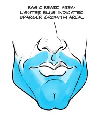 Anatomy Of A Beard